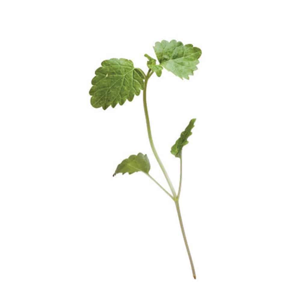 Micro Basil - M Hughes Wholesaler