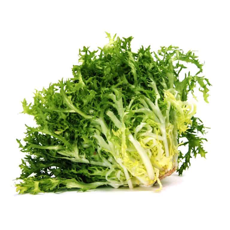 Curly Endive X10 M Hughes Wholesaler