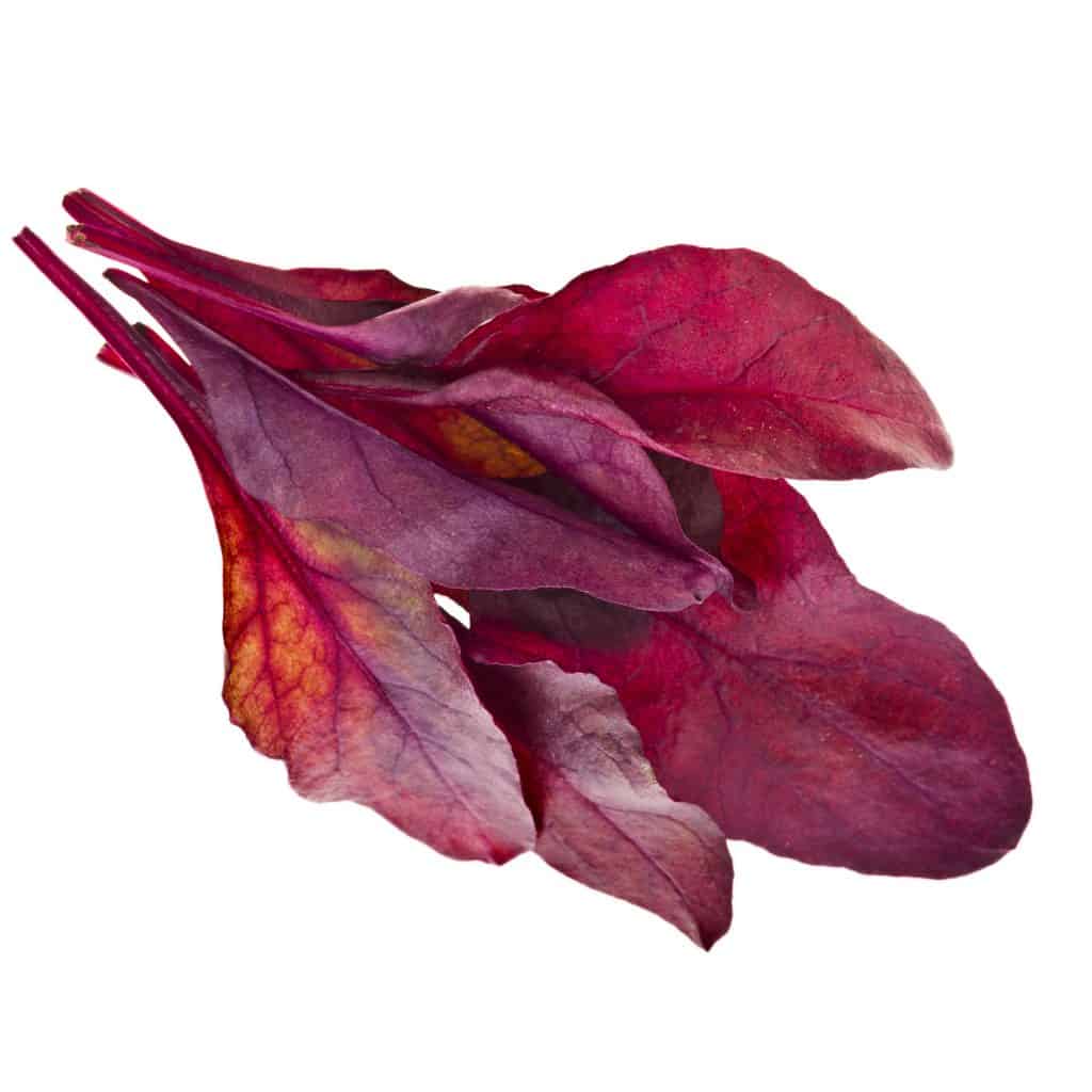 Red Chard 500g - M Hughes Wholesaler